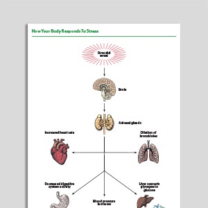 Affect Regulation | Psychology Tools